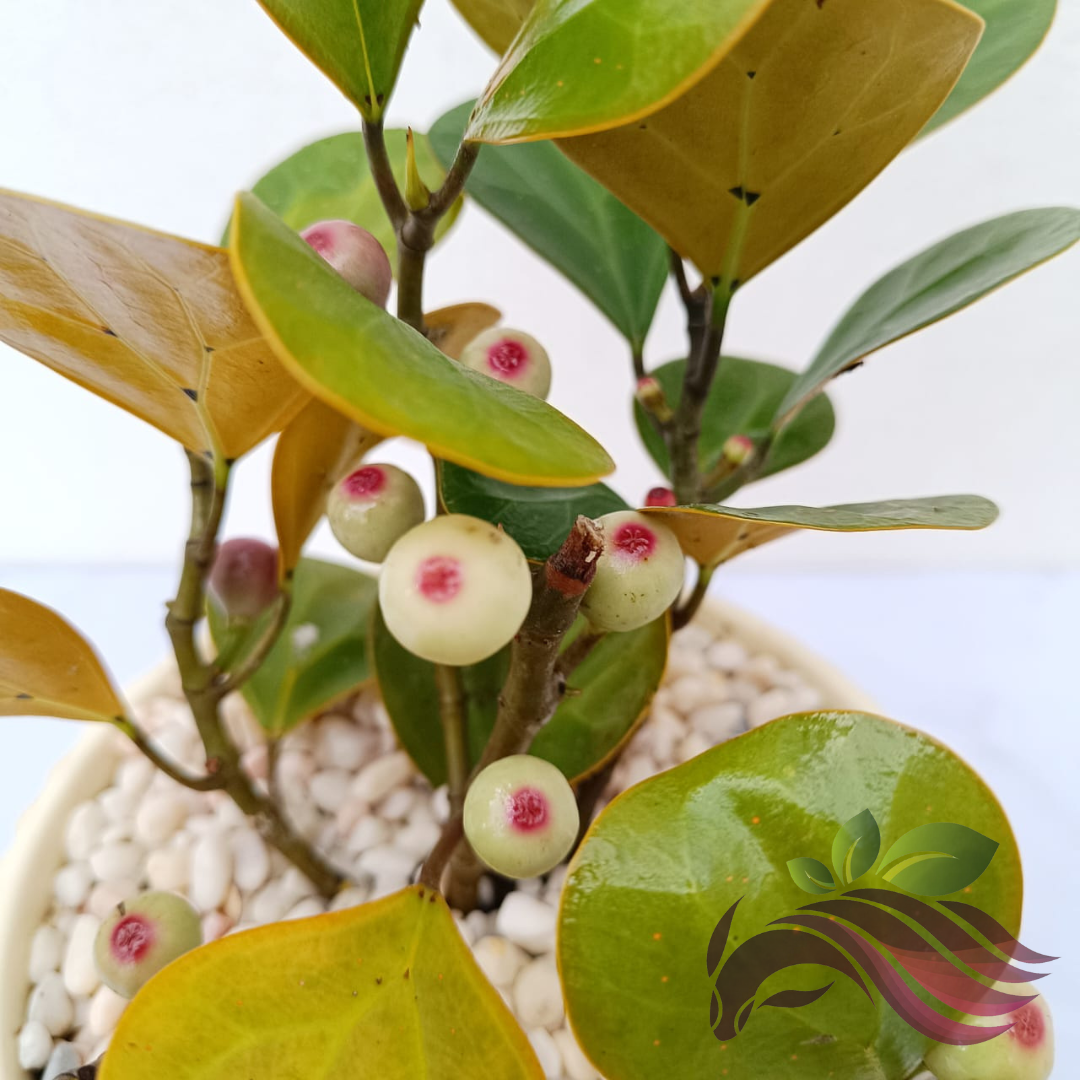 Ficus Diversifolia Mistletoe Fig 小盼菩提 Mas Cotek by LS Group | Shopee ...