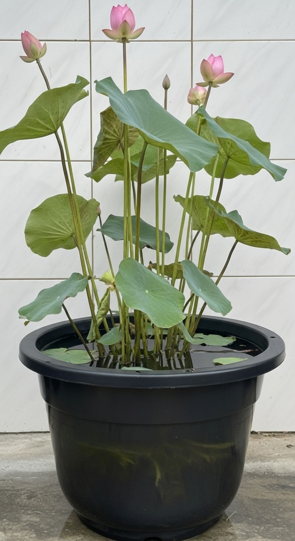 Pasu Bunga Teratai / Lotus Pot / Pasu Tanaman Akuatik / Pasu Besar ...