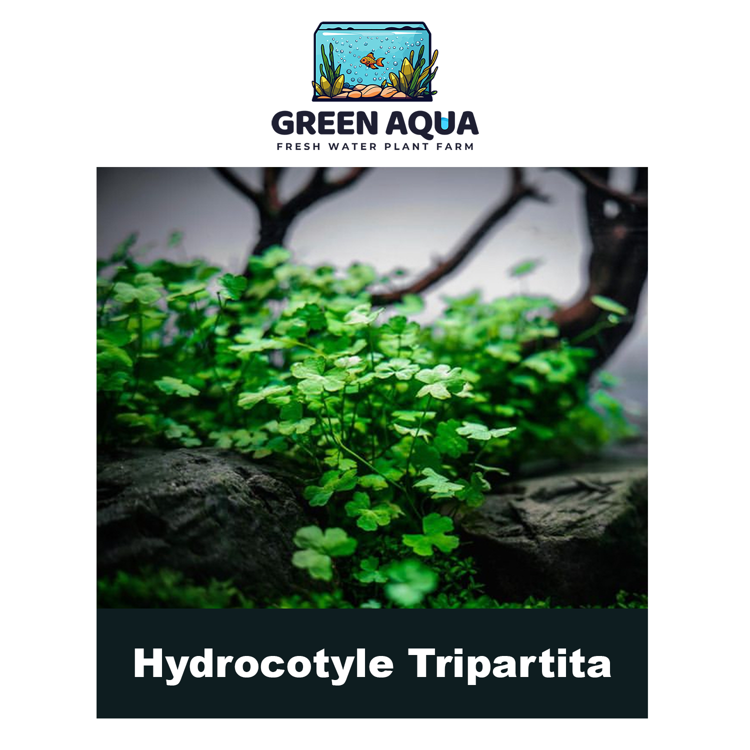 Hydrocotyle Tripartita Low Tech Aquascape Plant Aquarium Water Plants ...