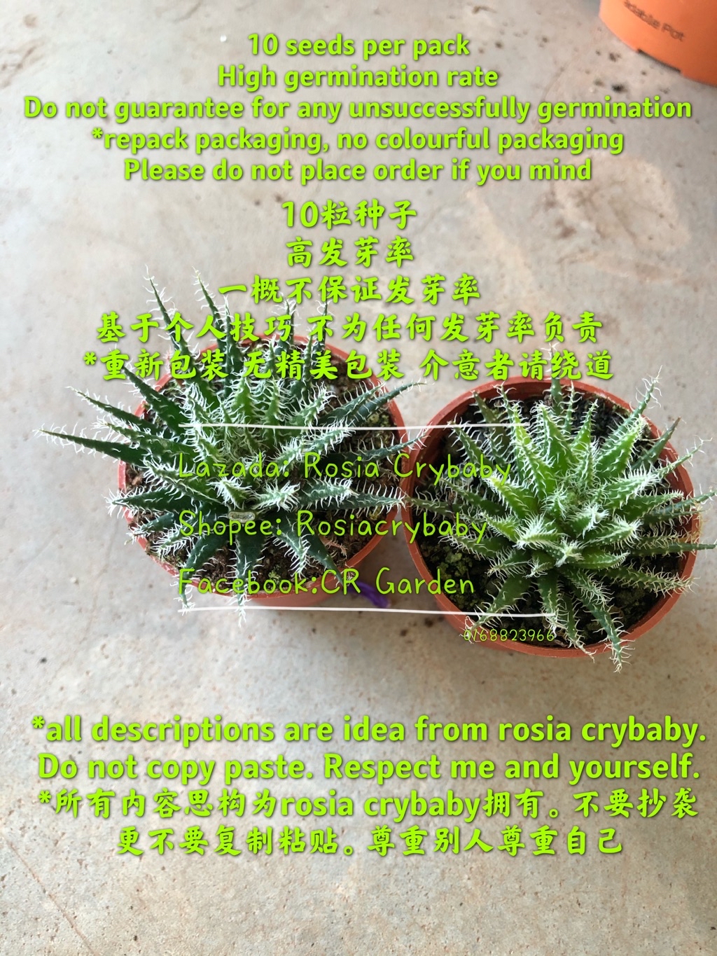 Zinnia Marylandica Double Zahara Mix 10 Seeds 混色重瓣小百日菊10粒 (85% to get ...