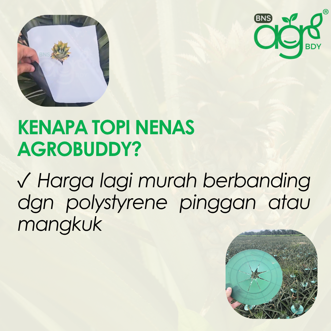 [100PCS] AgroBuddy Topi Nanas Topi Nenas MD2 | Pineapple Cap Pineapple ...