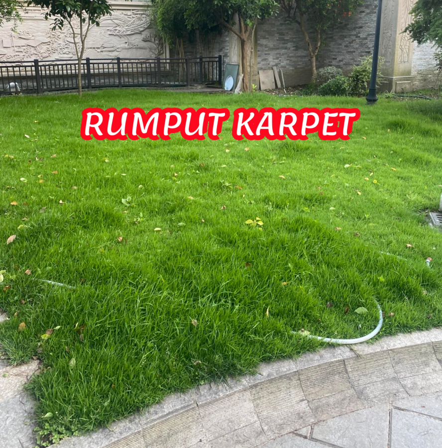 10 FOC 1🔥Carpet Grass Seeds 500pcs++Benih Rumput Karpet/Manila Grass ...