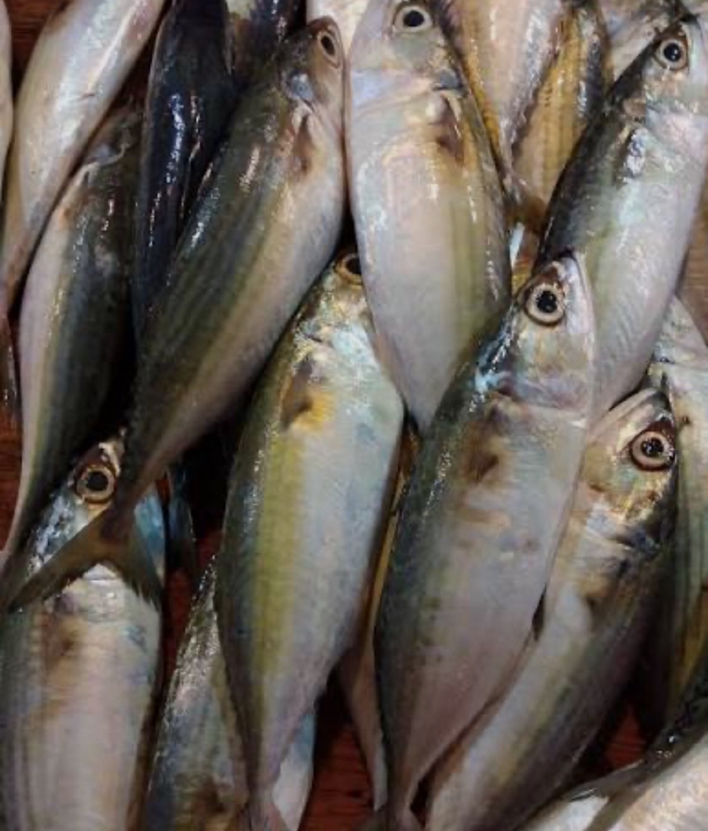 INSTANT DELIVERY - IKAN KEMBUNG SEGAR BESAR SIZE XL - 1 EKOR [300g ...