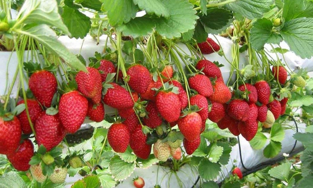 Anak Pokok Strawberry Japanese Sweet Charlie (JSC) | Shopee Malaysia