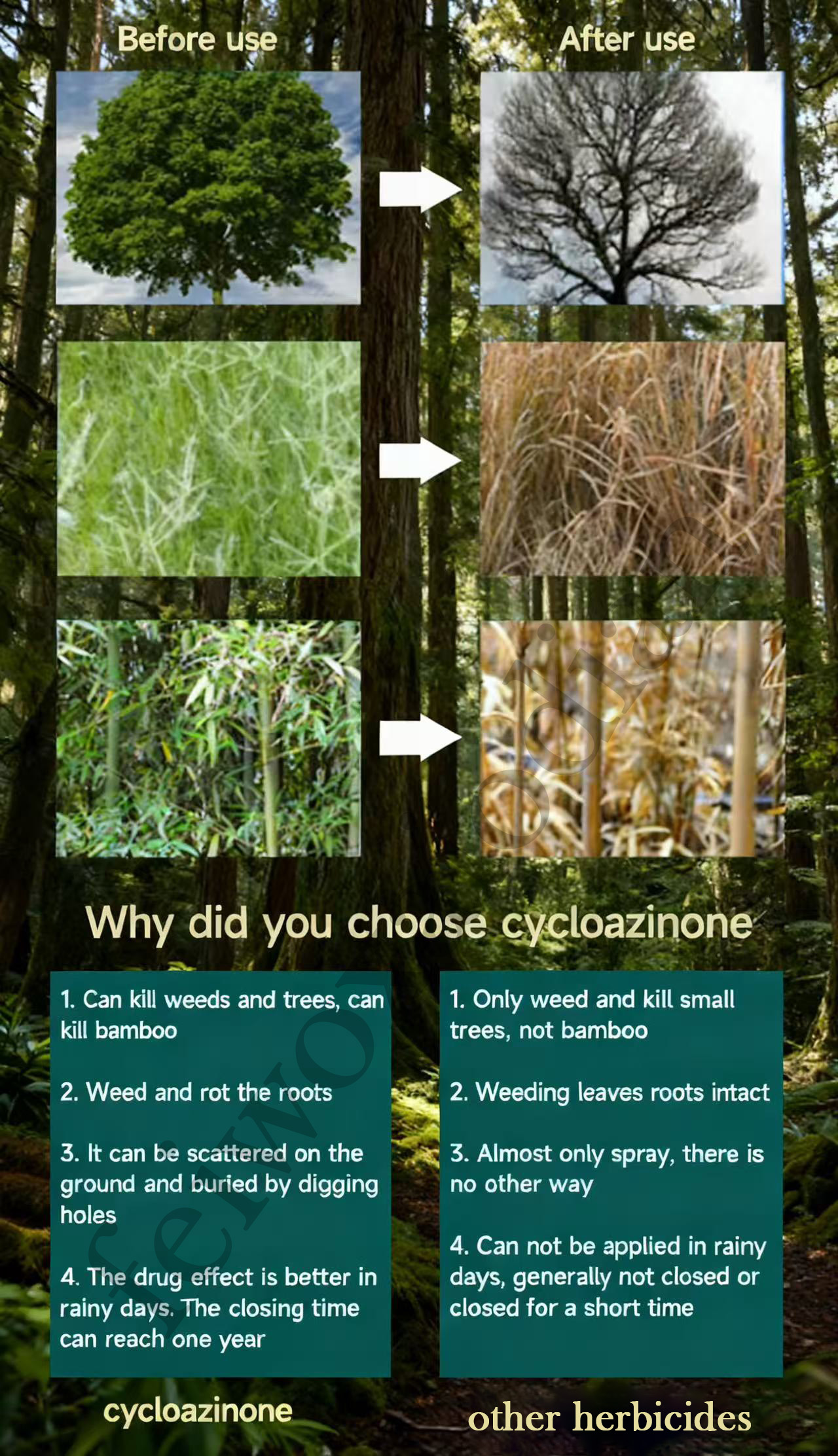 Racun rumput Tree Root Rot Killer Hexazinone Herbicide 5% Fast-Acting ...