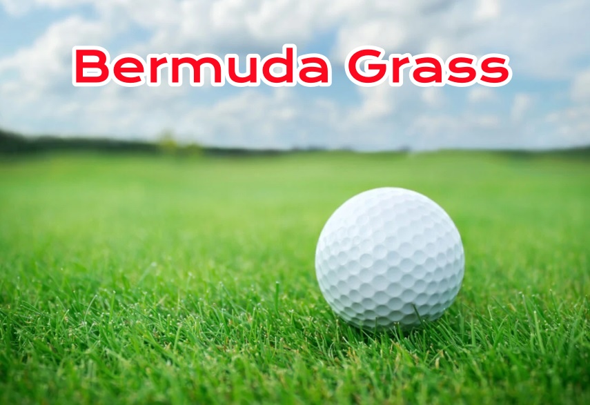 10 FOC 1🔥Carpet Grass Seeds 500pcs++Benih Rumput Karpet/Manila Grass ...