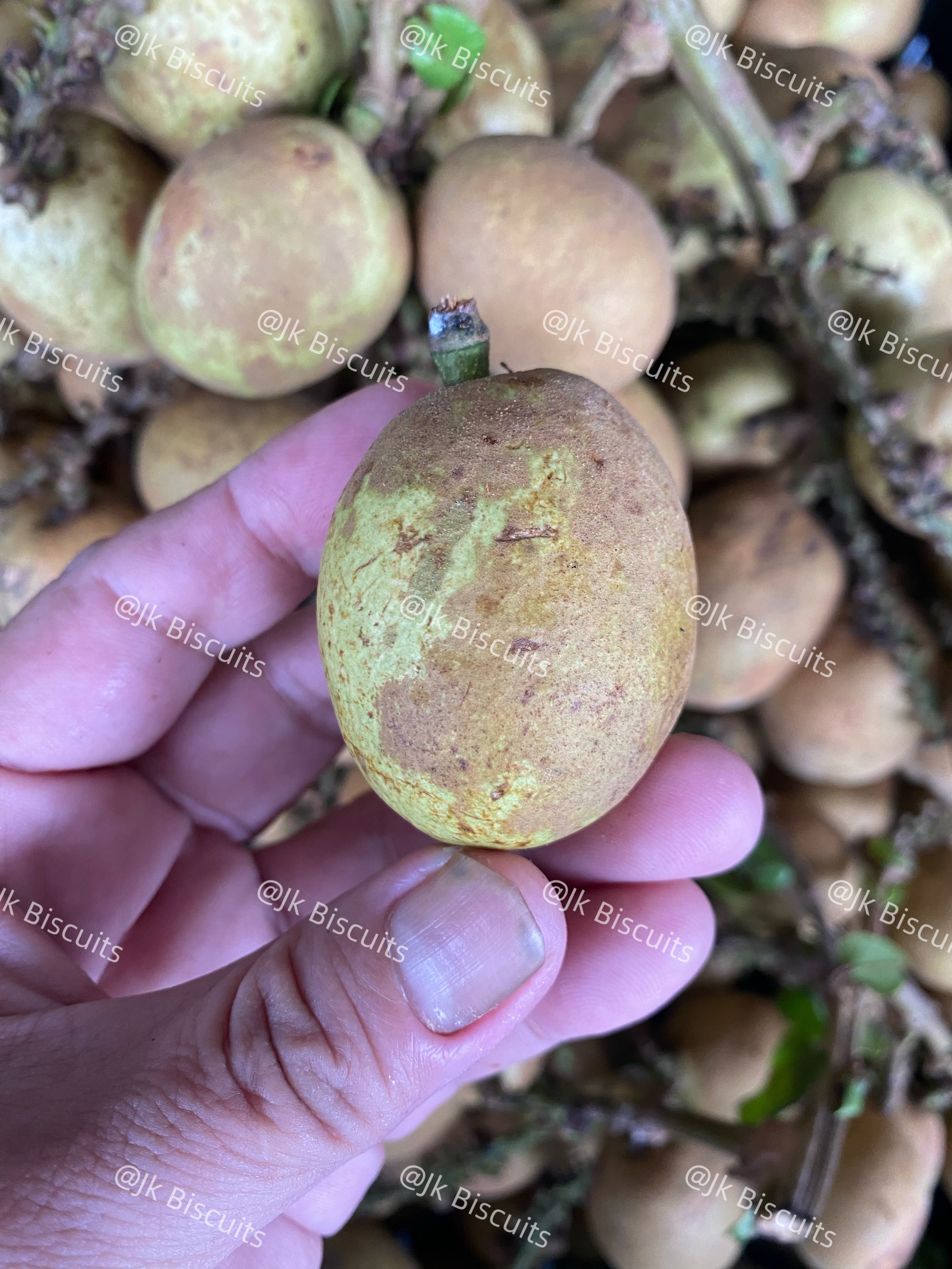 Buah Longan brazil Segar & Manis , Brazilian longan fruit Fresh & Sweet ...