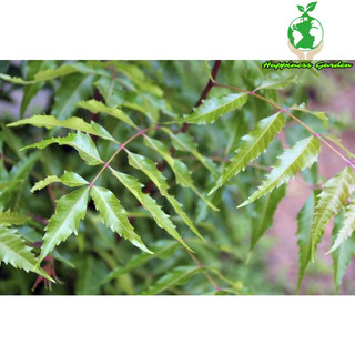 neem - Prices and Promotions - Mar 2024 | Shopee Malaysia