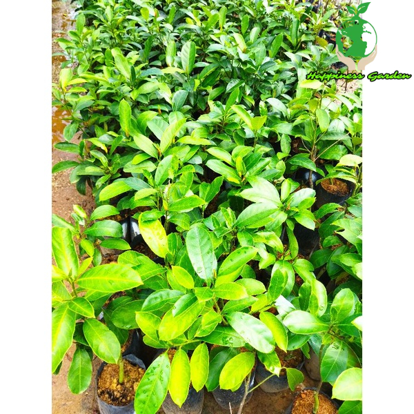 Pokok Cempedak Madu King(Hybrid) | Shopee Malaysia