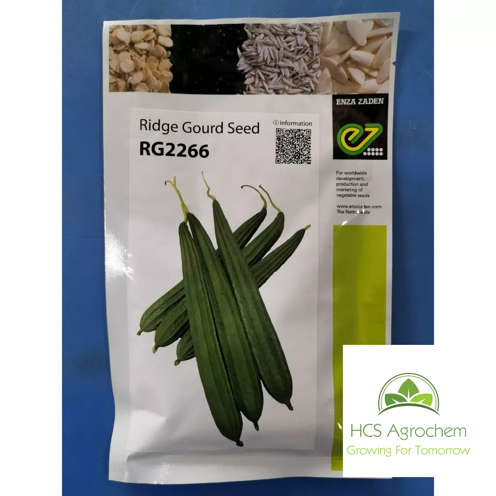 (+-500seeds) NEW PACKET Benih petola Ridge Gourd Seed Enza Zaden RG2266 ...