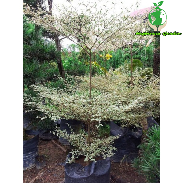 Pokok Bucida Putih Dan hijau (3-4 kaki)(free Baja) | Shopee Malaysia