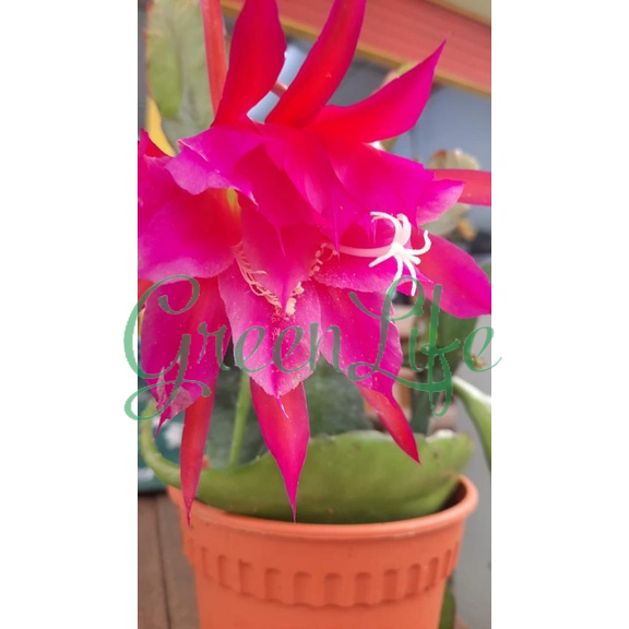 Bakawali. / Queen of the Night. 曇花. [LIVE PLANT] | Shopee Malaysia