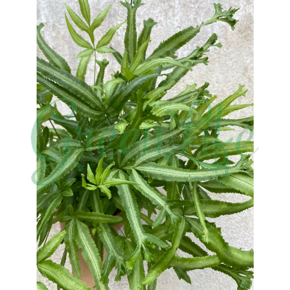 Fern. Pteris Cretica 'Mayi'/ Table Fern/ Ribbon Fern/Cretan Brake ...