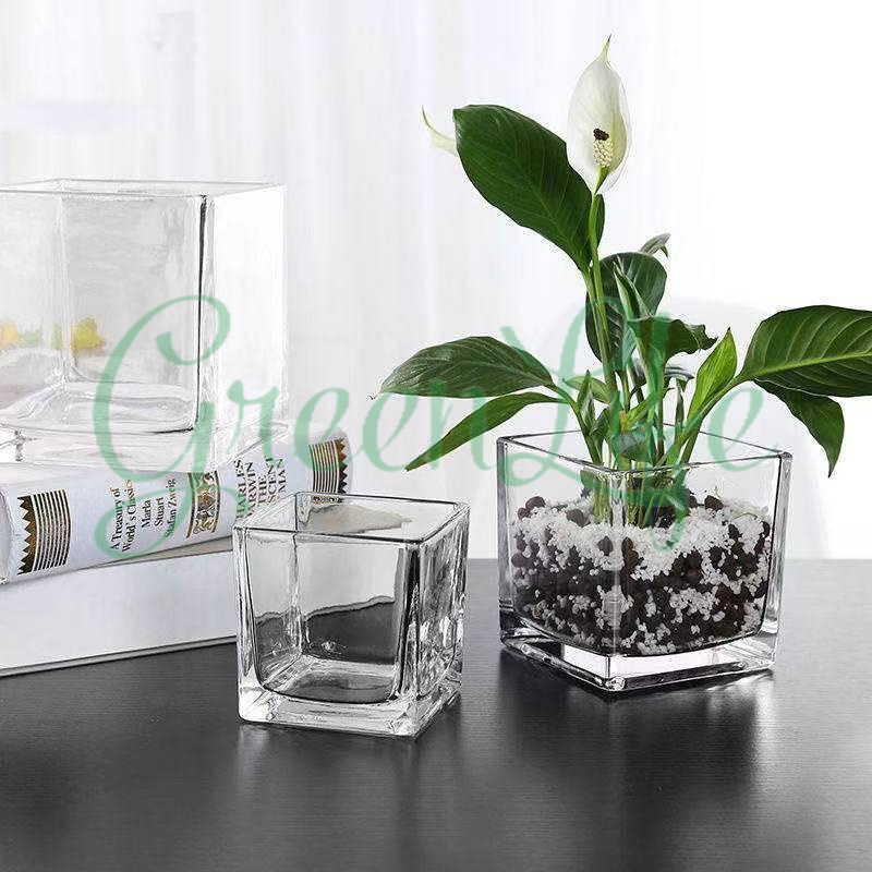 Glass Pot. Modern Minimalist Square Glass Vase Hydroponic. 方形玻璃花盆 ...