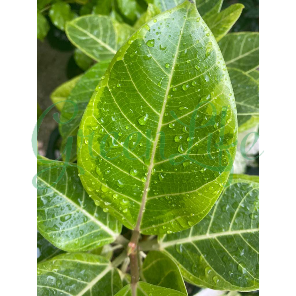 Ficus Benghalensis Gold Variegated. 黄金榕 斑叶. | Shopee Malaysia