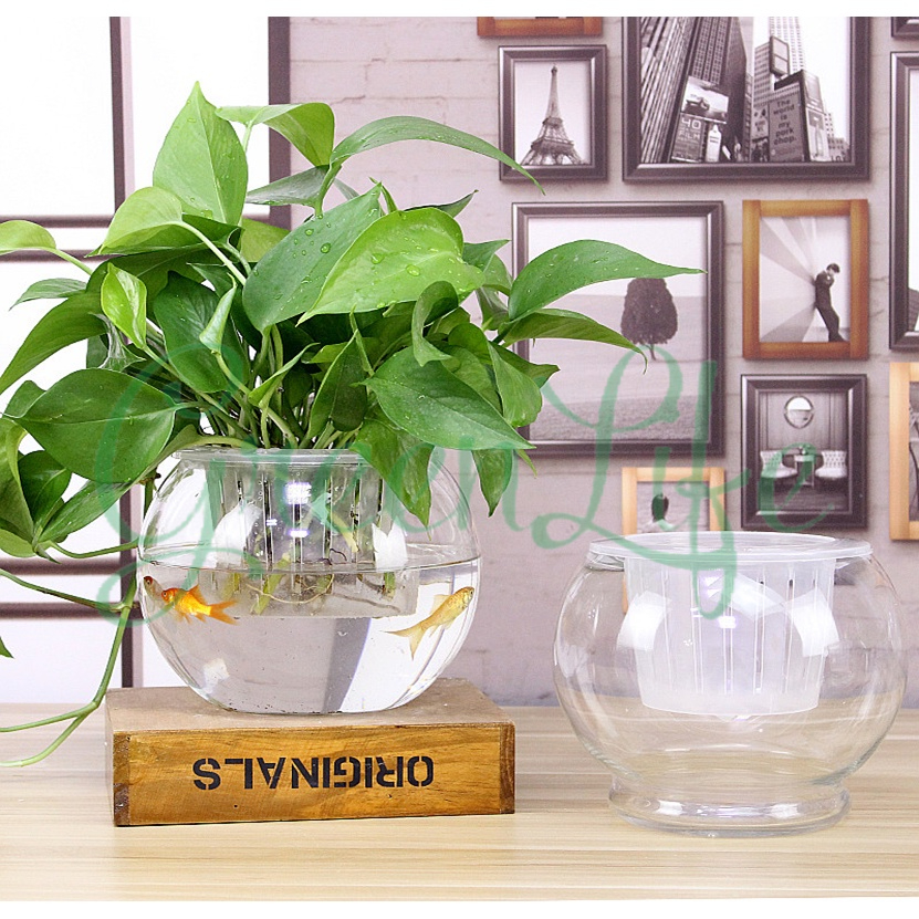 Glass Pot. Modern Minimalist Round Glass Vase Hydroponic. Round/Bowl ...