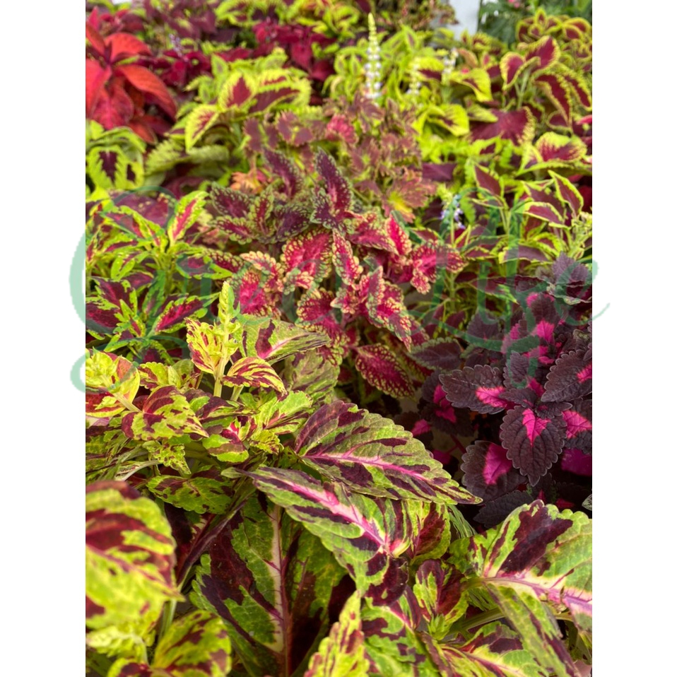 Coleus. 彩叶. *MULTI STEMS* *多株*[LIVE PLANT] | Shopee Malaysia