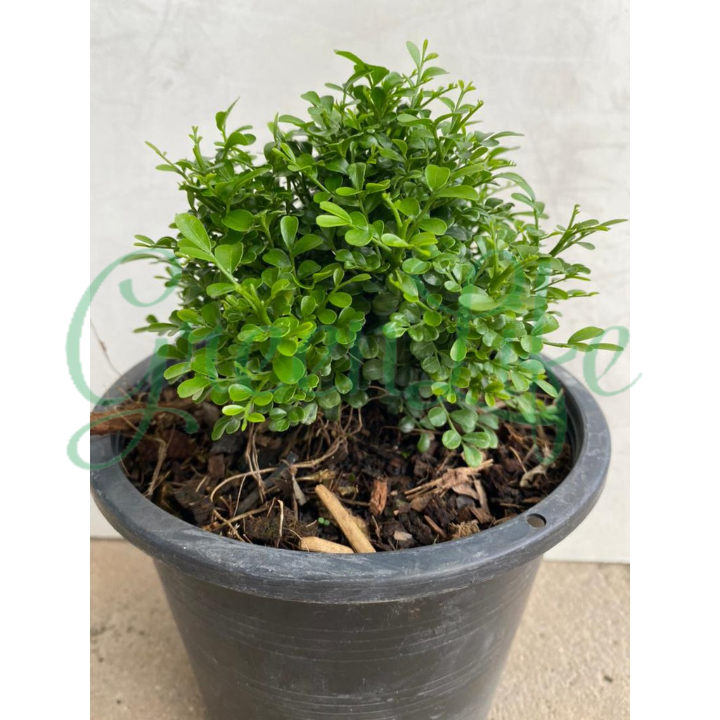 Murraya. *mini leaf* [LIVE PLANT] | Shopee Malaysia