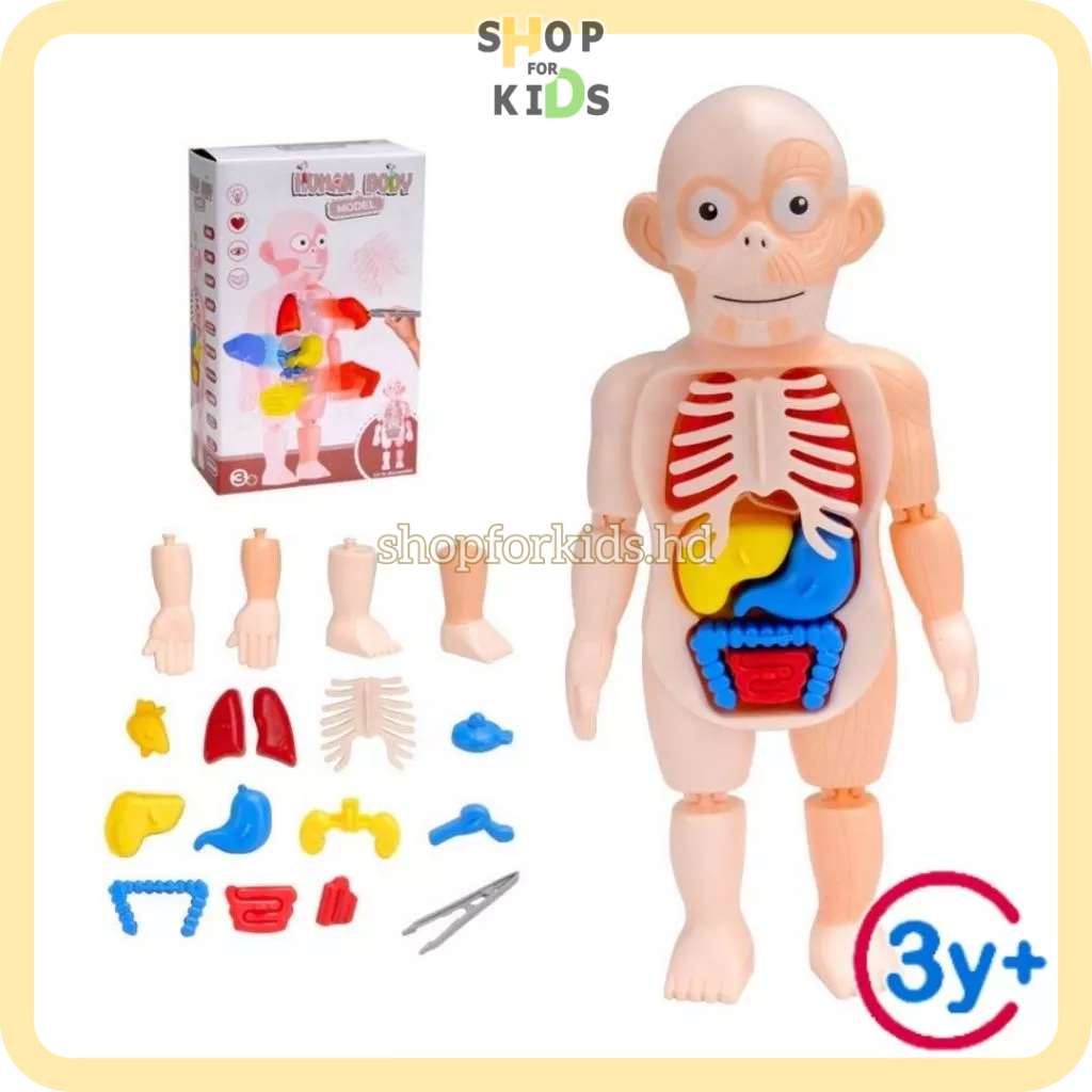 HUMAN BODY MODEL FOR KIDS | 3D Anatomy Puzzle Assemble Organ Science ...