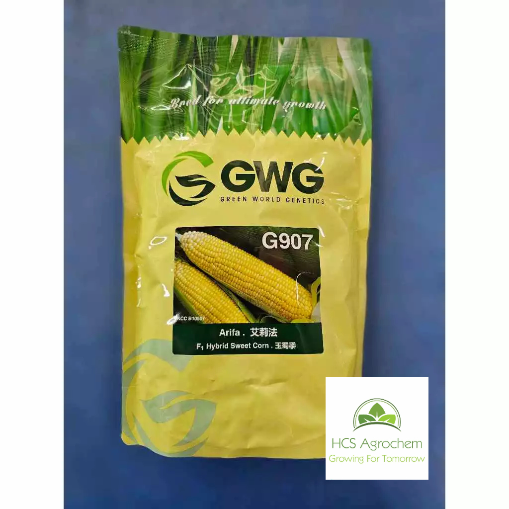 500gm) Benih Jagung F1 Hybrid Sweet Corn Arifa G907 | Shopee Malaysia