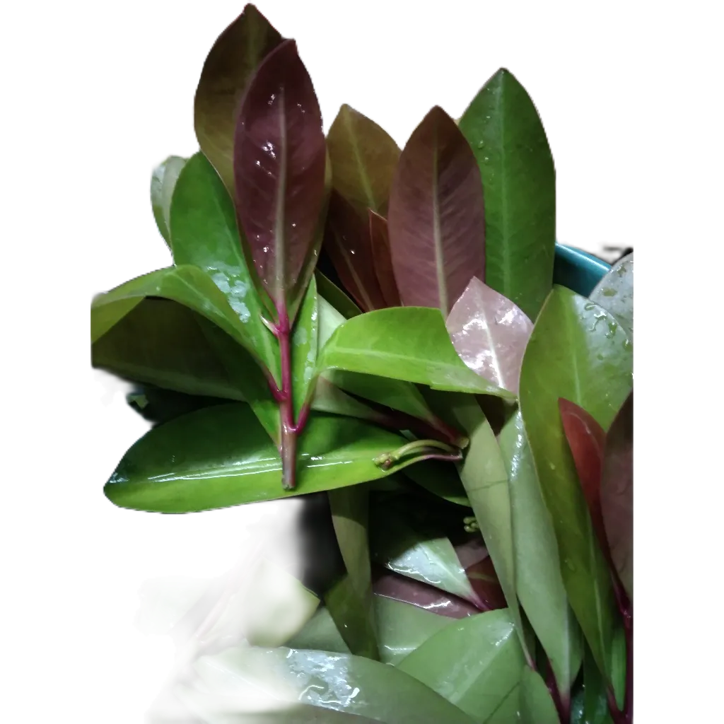 Pucuk mata itik fresh/pucuk penat ulam | Shopee Malaysia