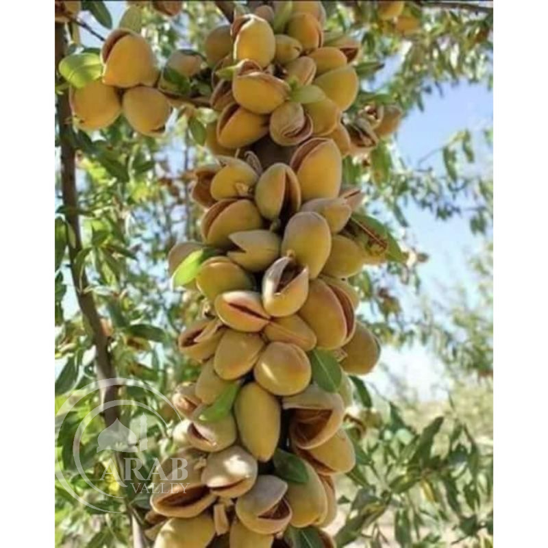 Pistachio nuts imported from Saudi - Best Selling | Shopee Malaysia