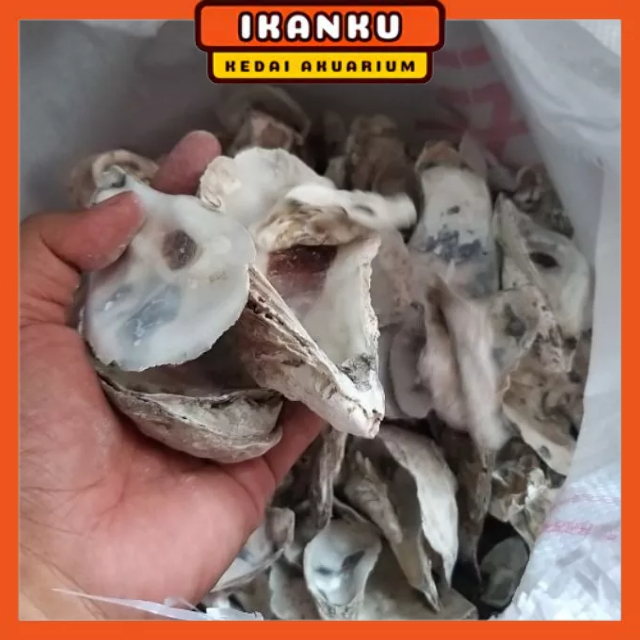 [1KG] Natural Koi Pond Filter Media Oyster Shell Aquarium Gravel ...