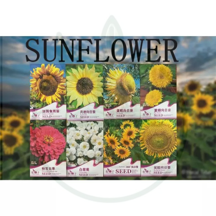 SUNFLOWER SEED BIJI BENIH BUNGA MATAHARI 矮向日葵种子 | Shopee Malaysia