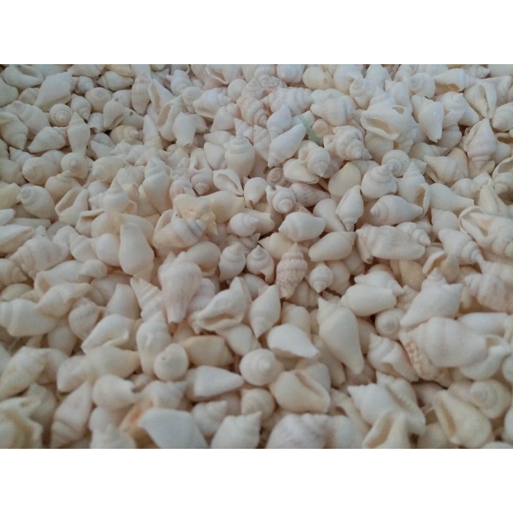 Sicad I white I Seashells I 500g l 1kg | Shopee Malaysia