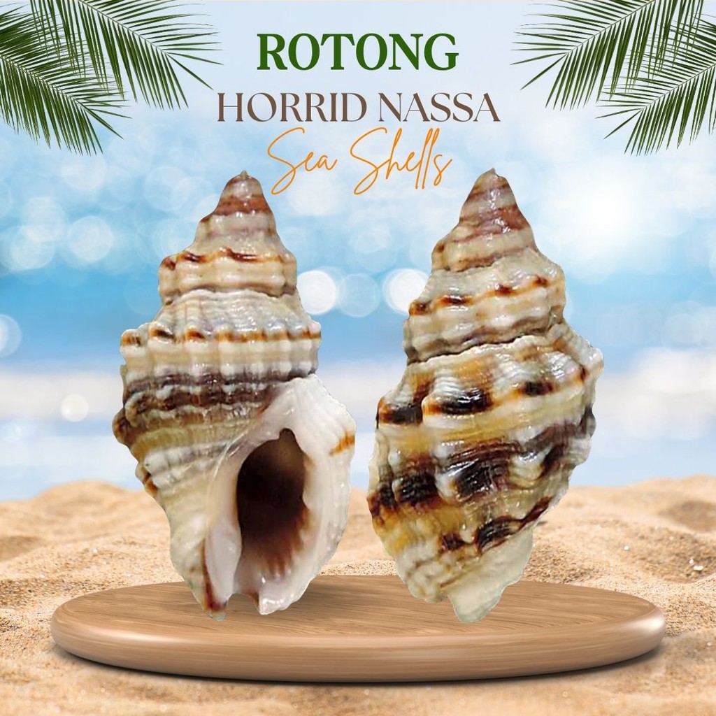 1 Kilo | Rotong | Horrid Nassa Seashells | Shopee Malaysia