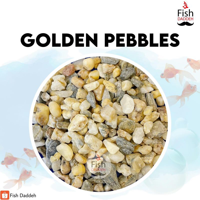 Aquarium Golden Pebbles 1kg | Shopee Malaysia