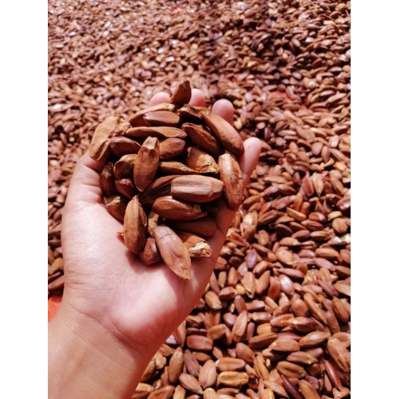 Raw Pili nuts from BICOL (Direct supplier of Dried Pili nuts ) | Shopee ...