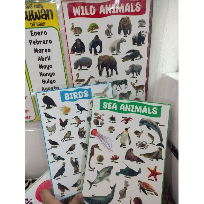 Animals Chart Laminated A4 size for Beginners | Shopee Malaysia