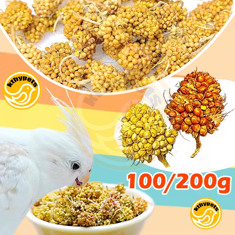 Millet spray Bird seeds for love birds cockatiel Parrot food | Shopee ...