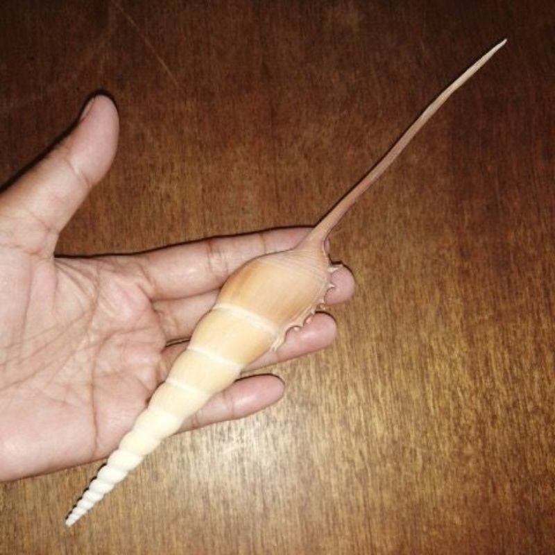 Real seashell lTibia Fusus/Spindle Tibia/Seashell/7.5-9" | Shopee Malaysia