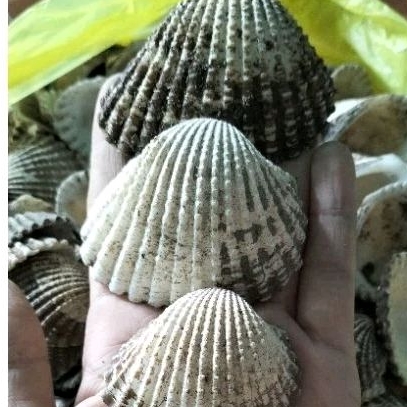 BARGAIN!!!!!! Raw shell clam- Batotoy Kulot per kilo | Shopee Malaysia