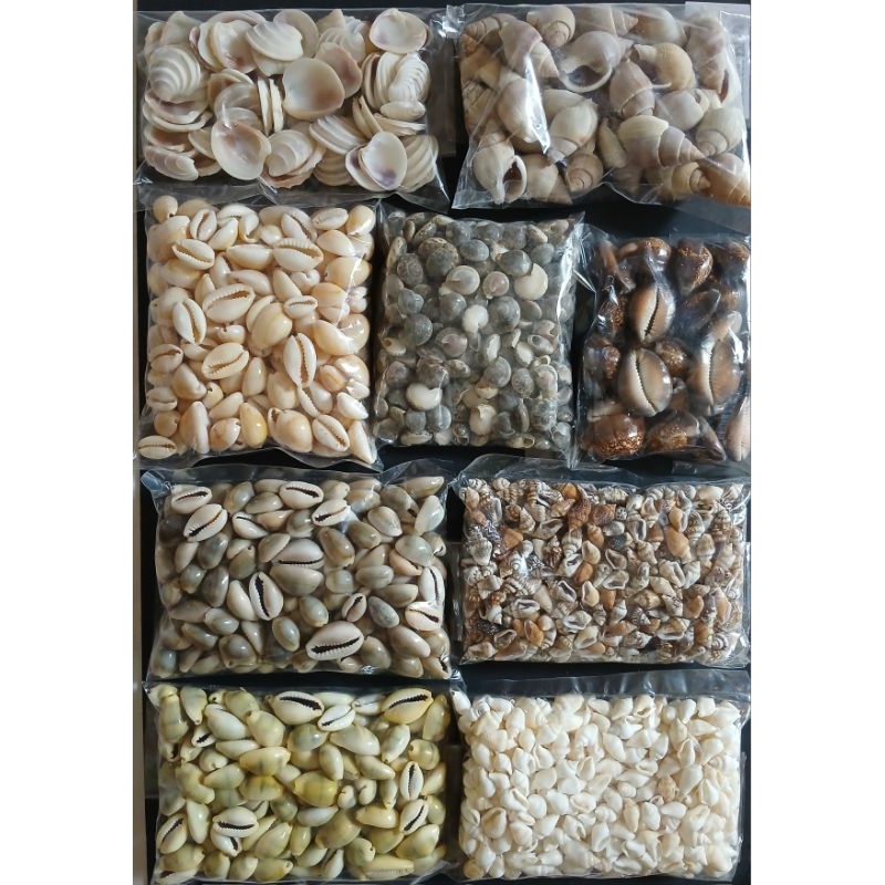 Real Seashell l 100g Tingi Pack lShell for DIYs, arts, crafts, resin ...