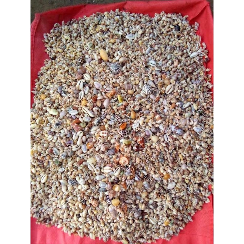Microshells sold per kilo | Shopee Malaysia
