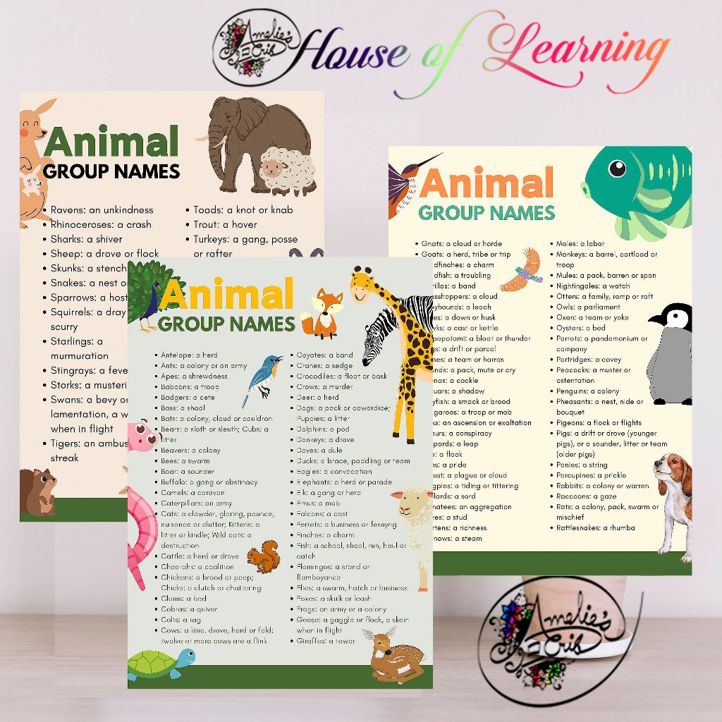 Animal Group Names Laminated Educational Wall Chart Bundle of 3, A4 ...