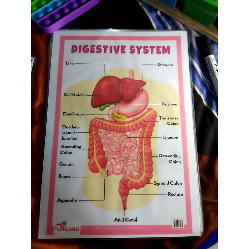 Digestive System Laminated Chart | Shopee Malaysia