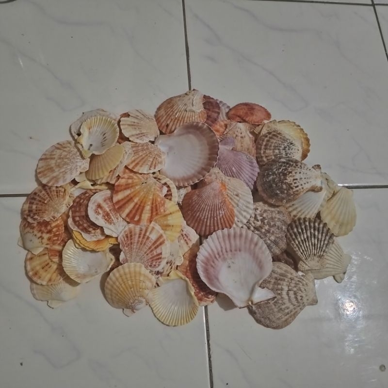 Mix clam shell ( scallops,colored pecten,radiola ) | Shopee Malaysia