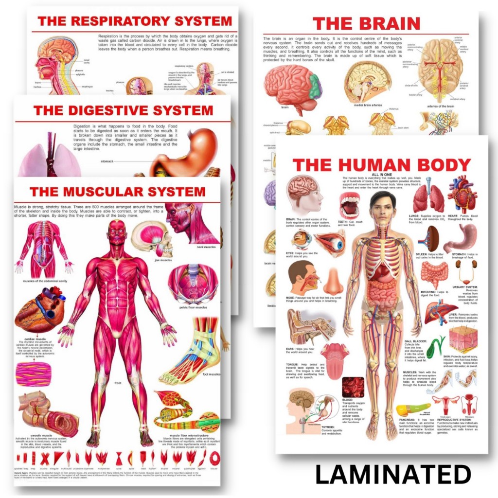 Laminated Digestive System, Respiratory System, Circulatory, Muscular ...