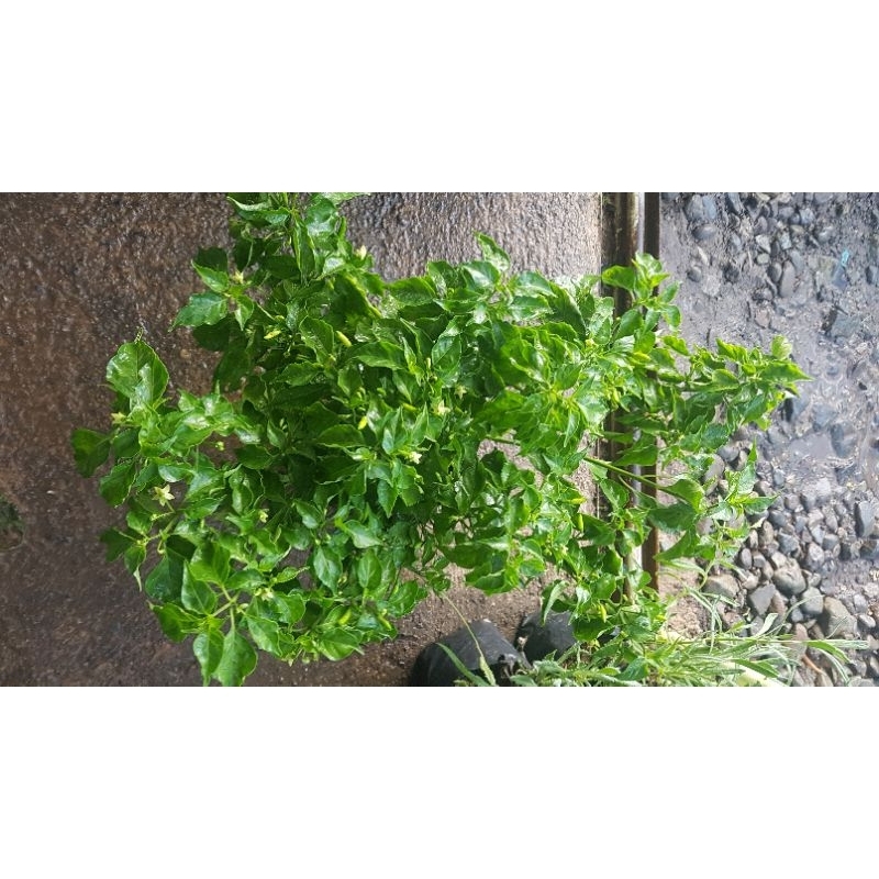 siling labuyo native | Shopee Malaysia