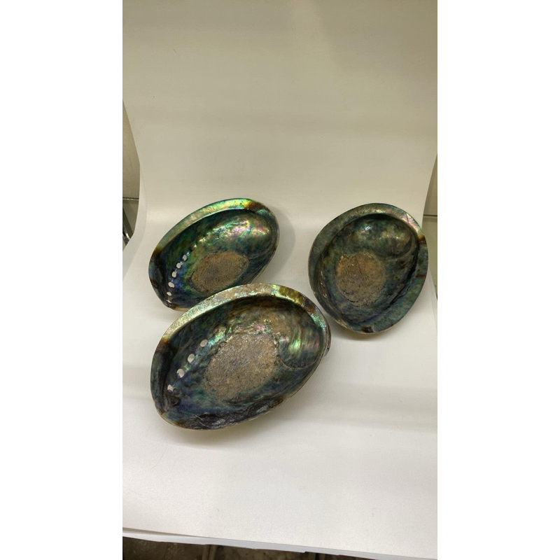 Abalone shell for smudging | Shopee Malaysia