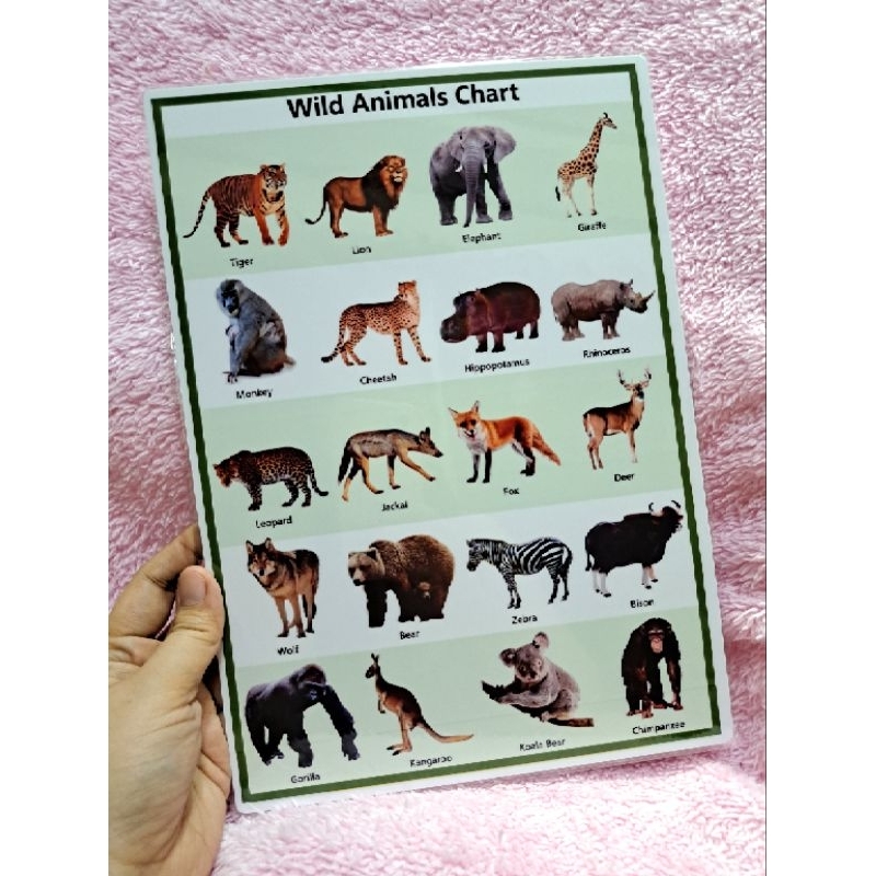 Wild Animals Charts for kids(teacher pher) | Shopee Malaysia