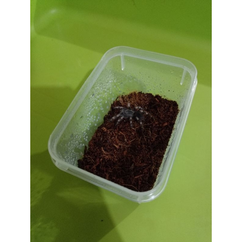 Tarantula Sling Enclosure (small food container) | Shopee Malaysia