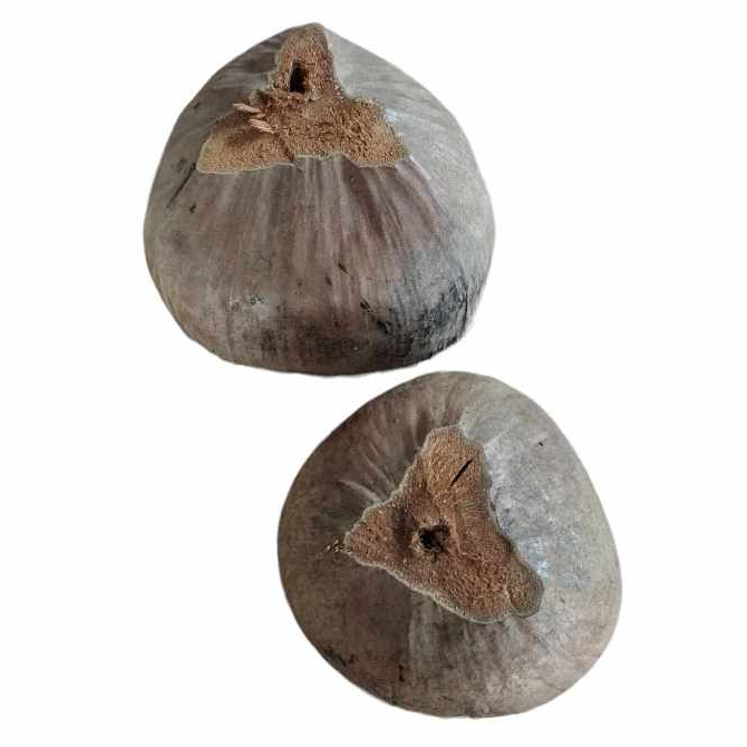 Pick and Click Native Bunot for Floor Pampakintab 2pcs | Shopee Malaysia