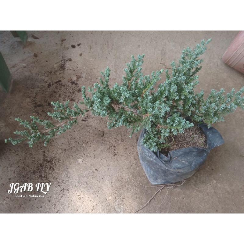 creeping juniper bid size to bonsai | Shopee Malaysia