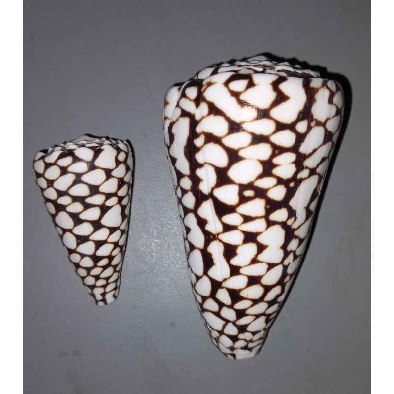 Small and XLarge Conus Seashell /Collection/ | Shopee Malaysia