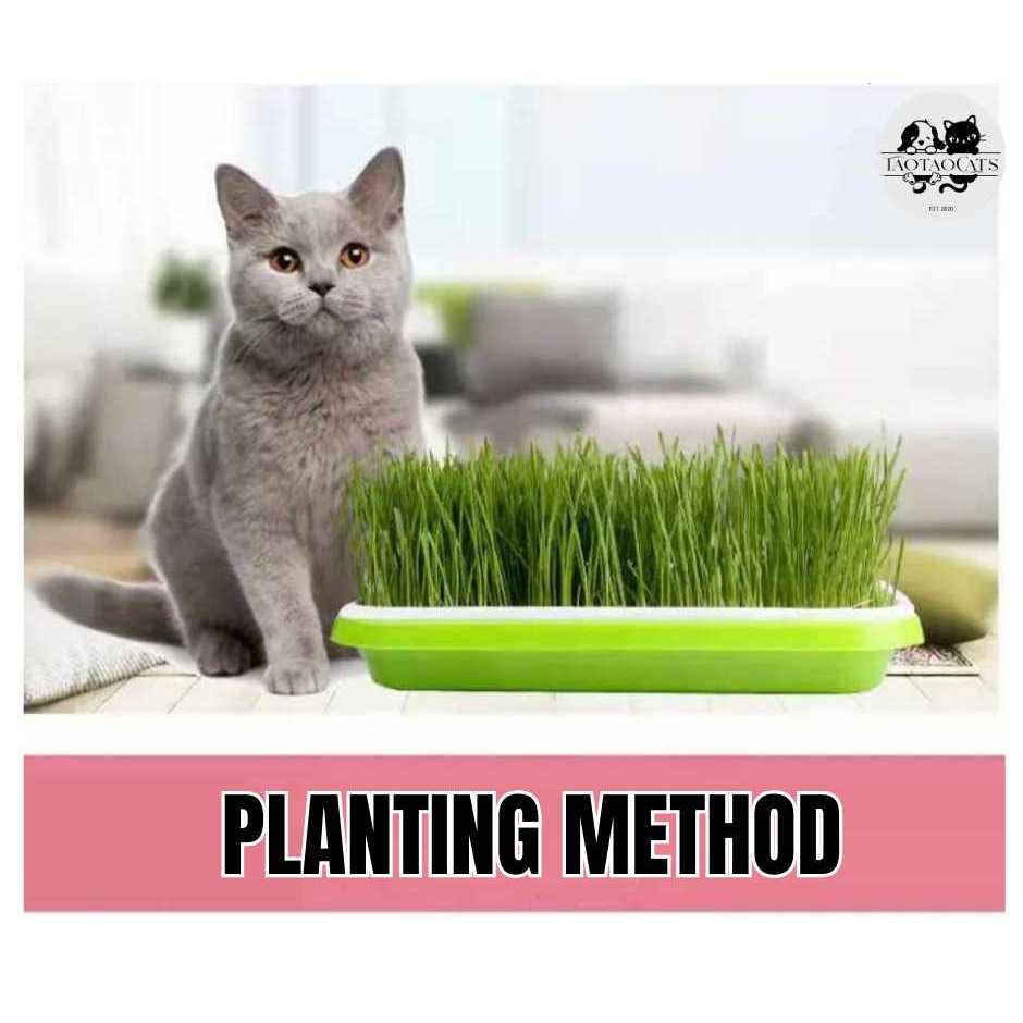 cat grass plate planting method | Shopee Malaysia